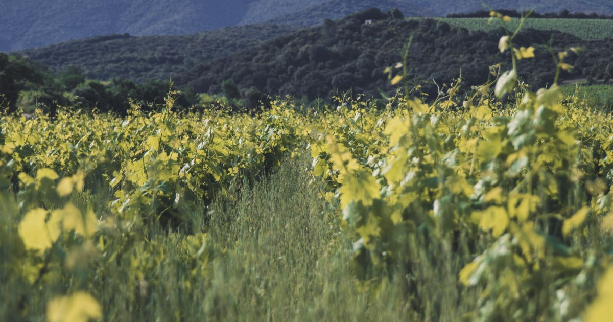 AOP Faugères - AOC FAUGÈRES